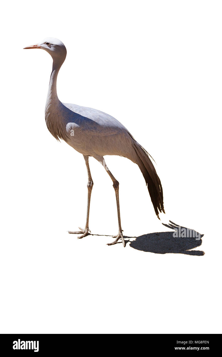 Blue crane bird hi-res stock photography and images - Alamy