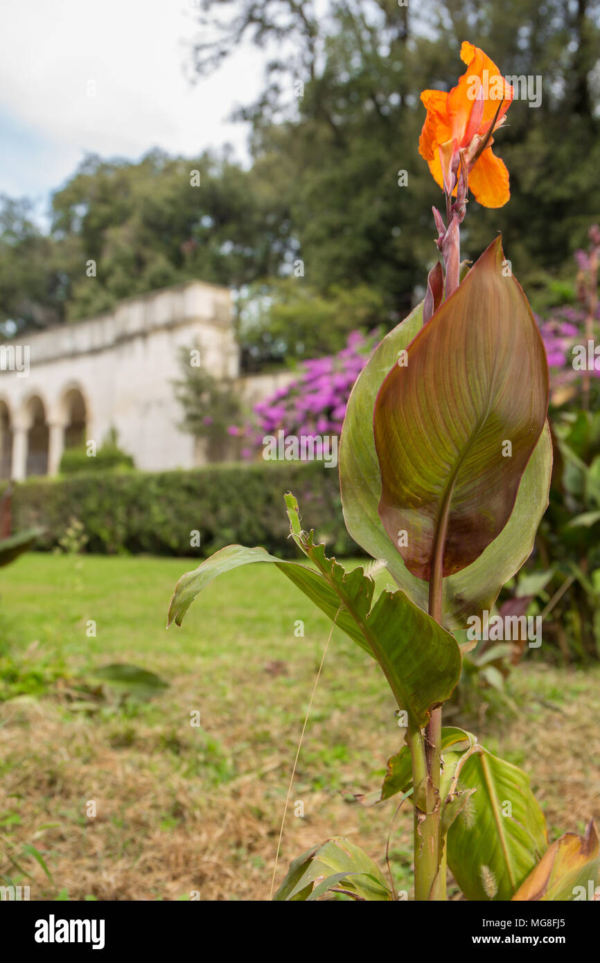 Roman flowers hi-res stock photography and images - Alamy
