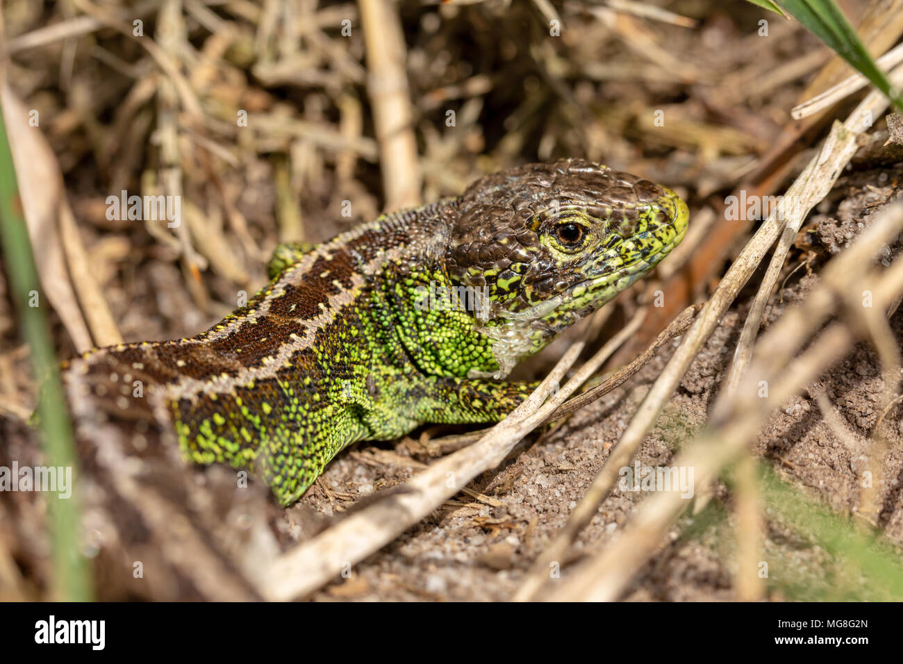 Fluorescent green display hi-res stock photography and images - Alamy