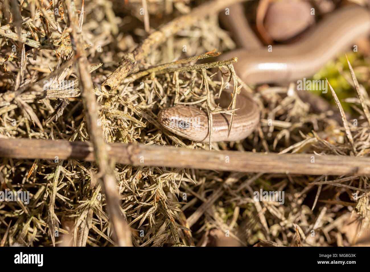 Camouflaged copper slow worm hiding amongst dead heathland vegetation ...