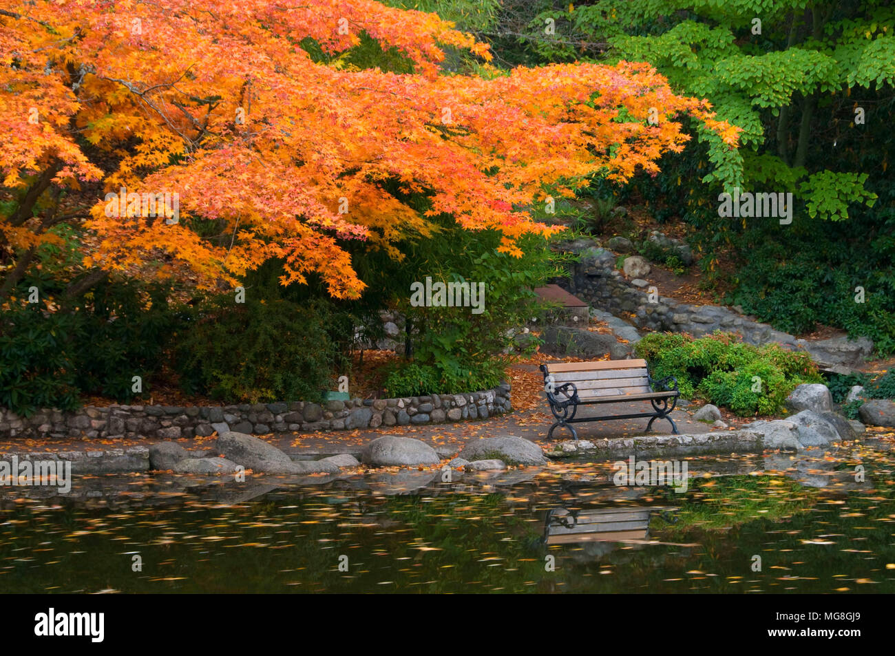 Japanese maple at Lower Duck Pond, Lithia Park, Ashland, Oregon Stock ...