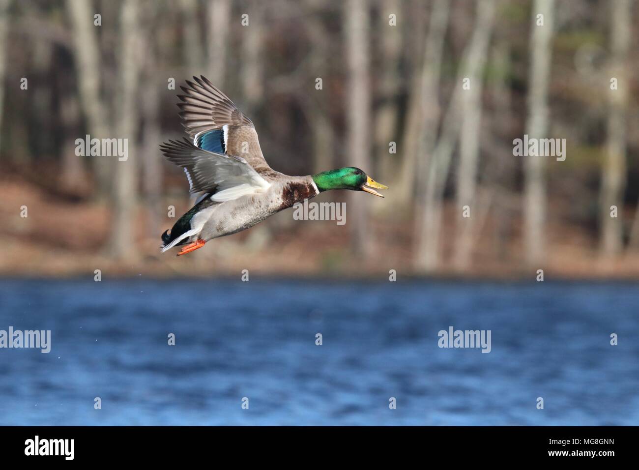 Duck flying over water hi-res stock photography and images - Alamy