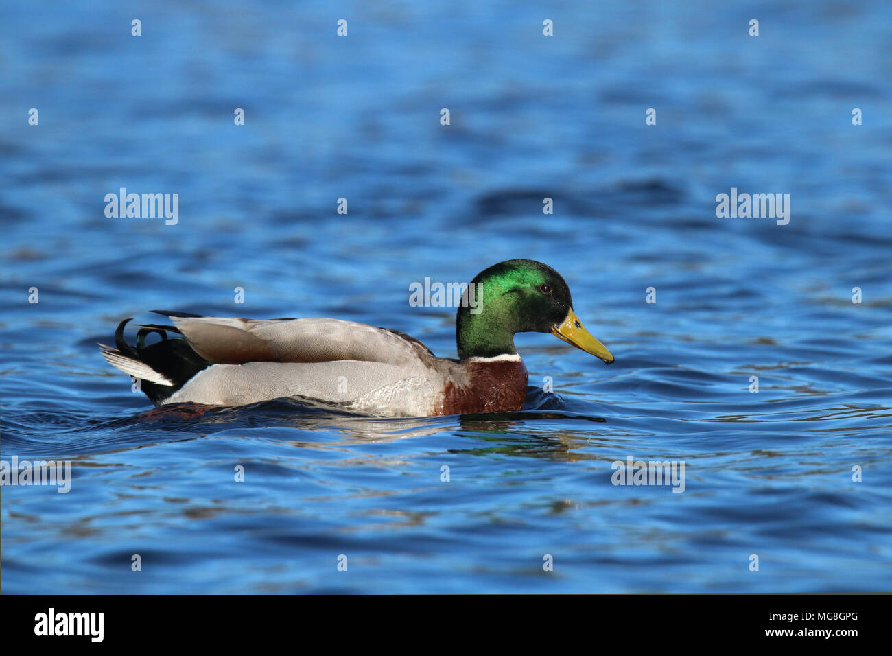 Drake duck hi-res stock photography and images - Alamy