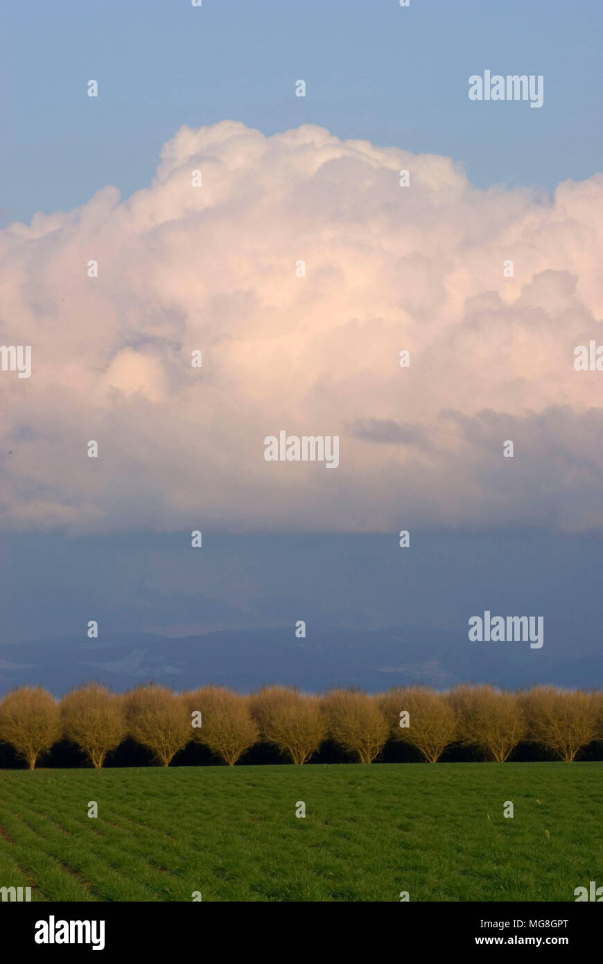 Filbert orchard hi-res stock photography and images - Alamy