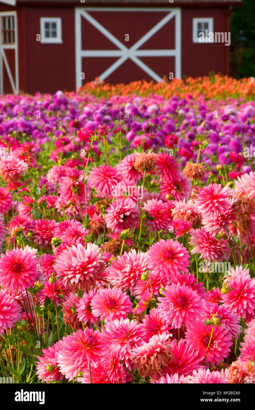 Dahlia field with barn and Lindy dahlia, Swan Island Dahlias, Clackamas ...