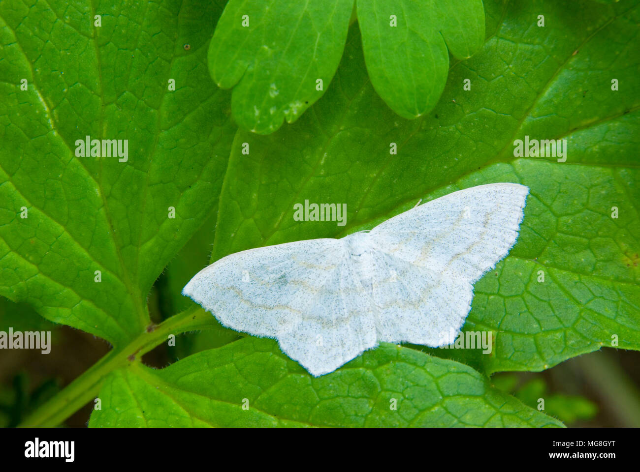 Moth, Iron Mountain Special Interest Area, Willamette National Forest ...