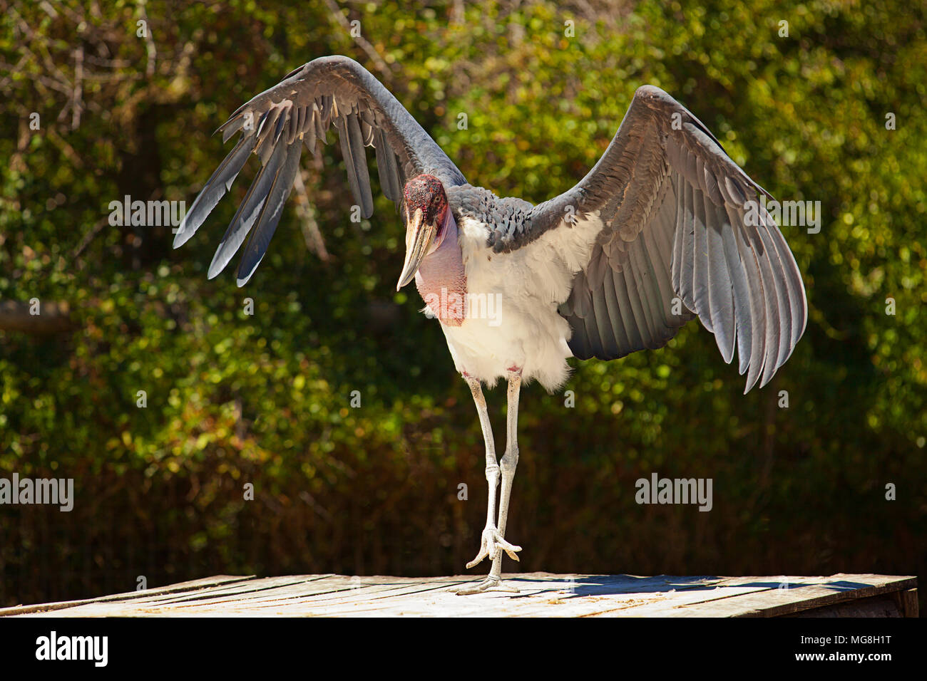 Stork spreading wings hi-res stock photography and images - Alamy