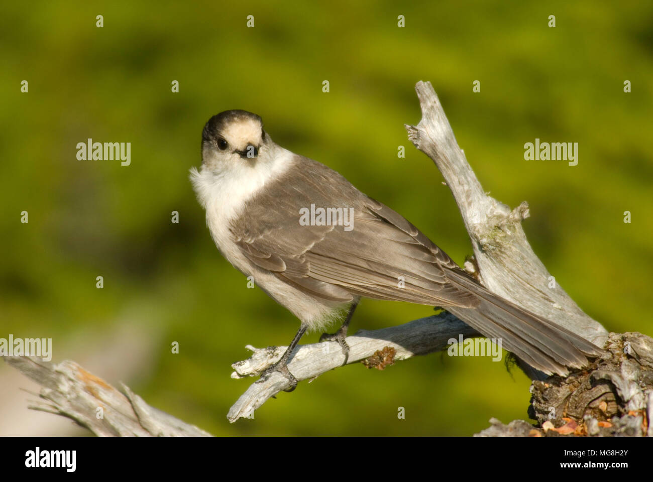 Gray jay (Perisoreus canadensis), Waldo Lake State Scenic Waterway ...