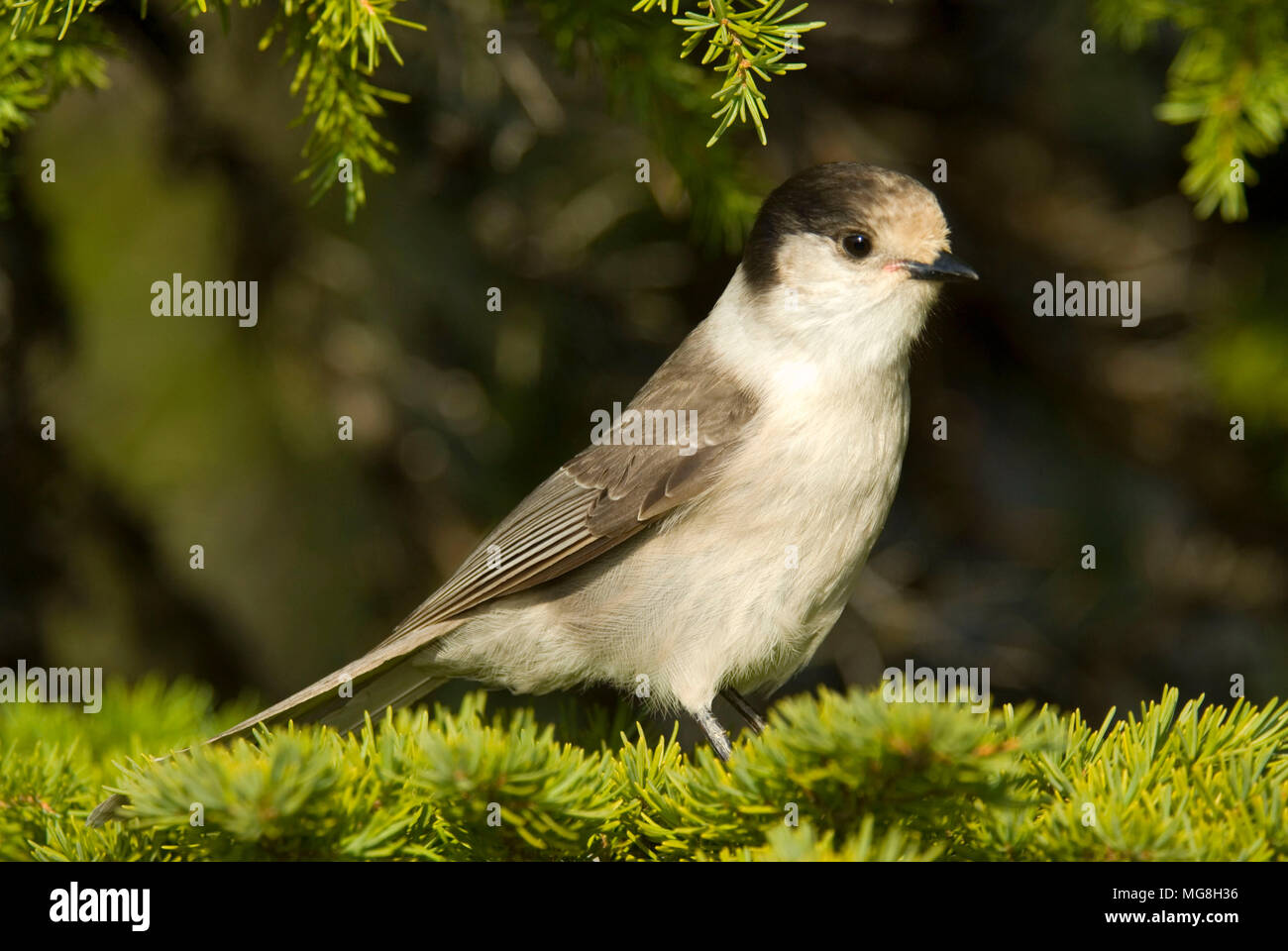 Gray jay (Perisoreus canadensis), Waldo Lake State Scenic Waterway ...