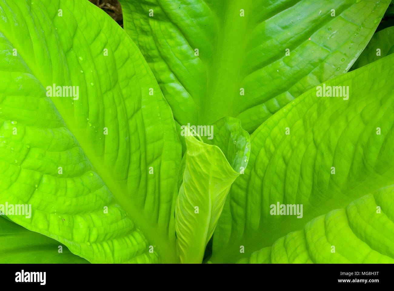 Skunk cabbage along Daly Lake Trail, Willamette National Forest, Oregon ...