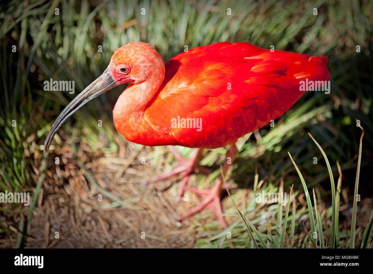 Feathered feet bird hi-res stock photography and images - Alamy