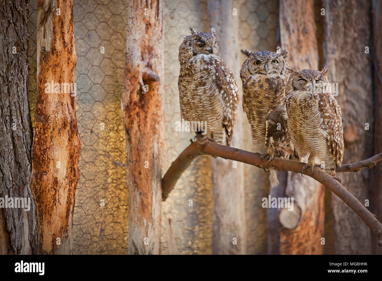 Spotted Eagle Owls Stock Photo - Alamy