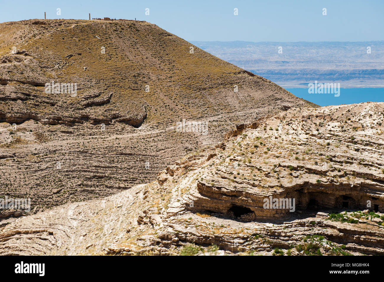 Machaerus High Resolution Stock Photography and Images - Alamy