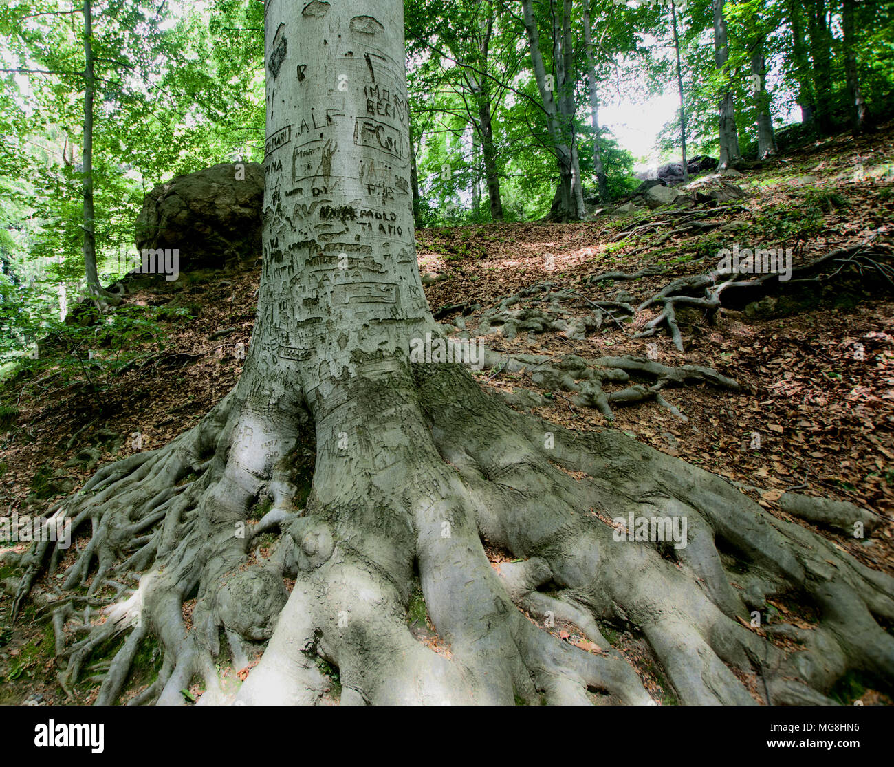 tree trunk engraved with the names of visitors to the forest Stock ...