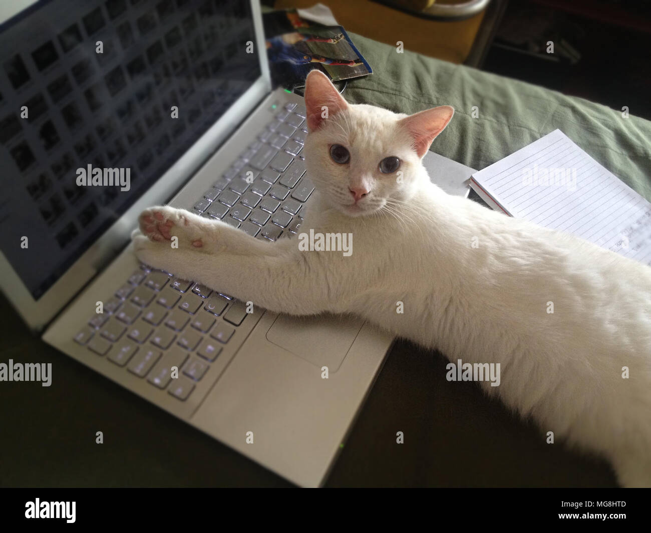 White Cat Chatting on laptop from home Stock Photo - Alamy