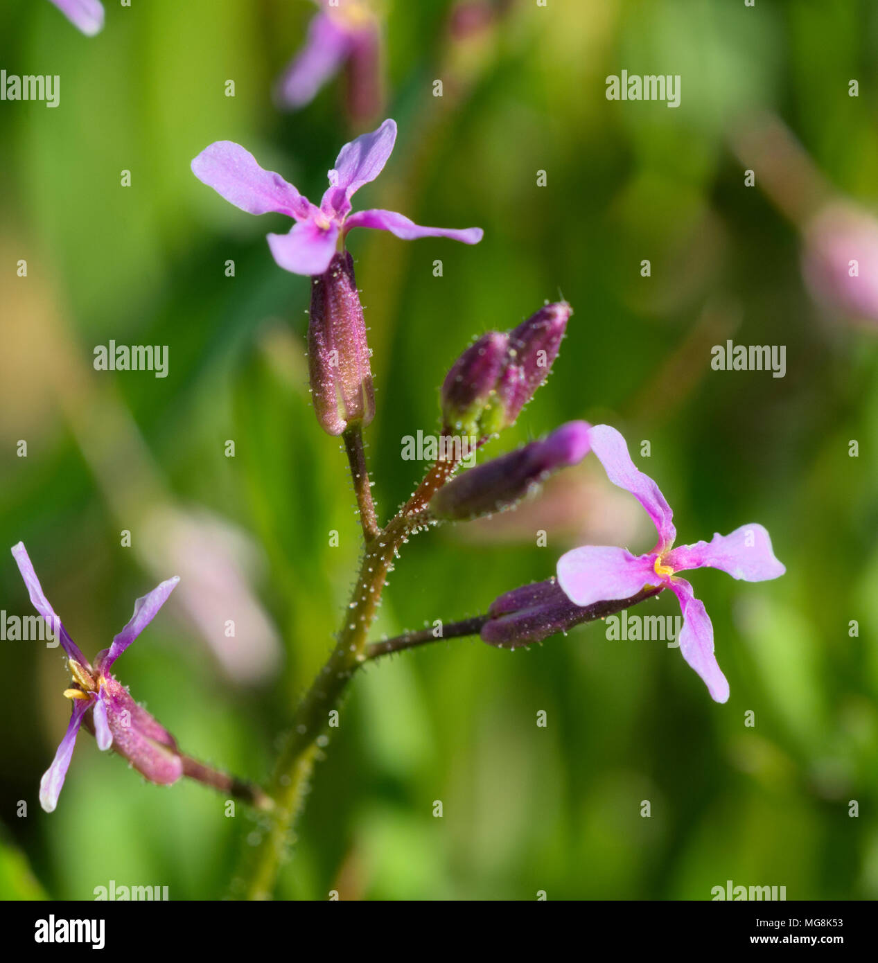 Chorispora tenella hi-res stock photography and images - Alamy