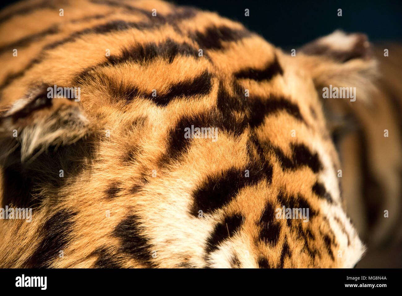 Details and pattern of tiger skin Stock Photo - Alamy