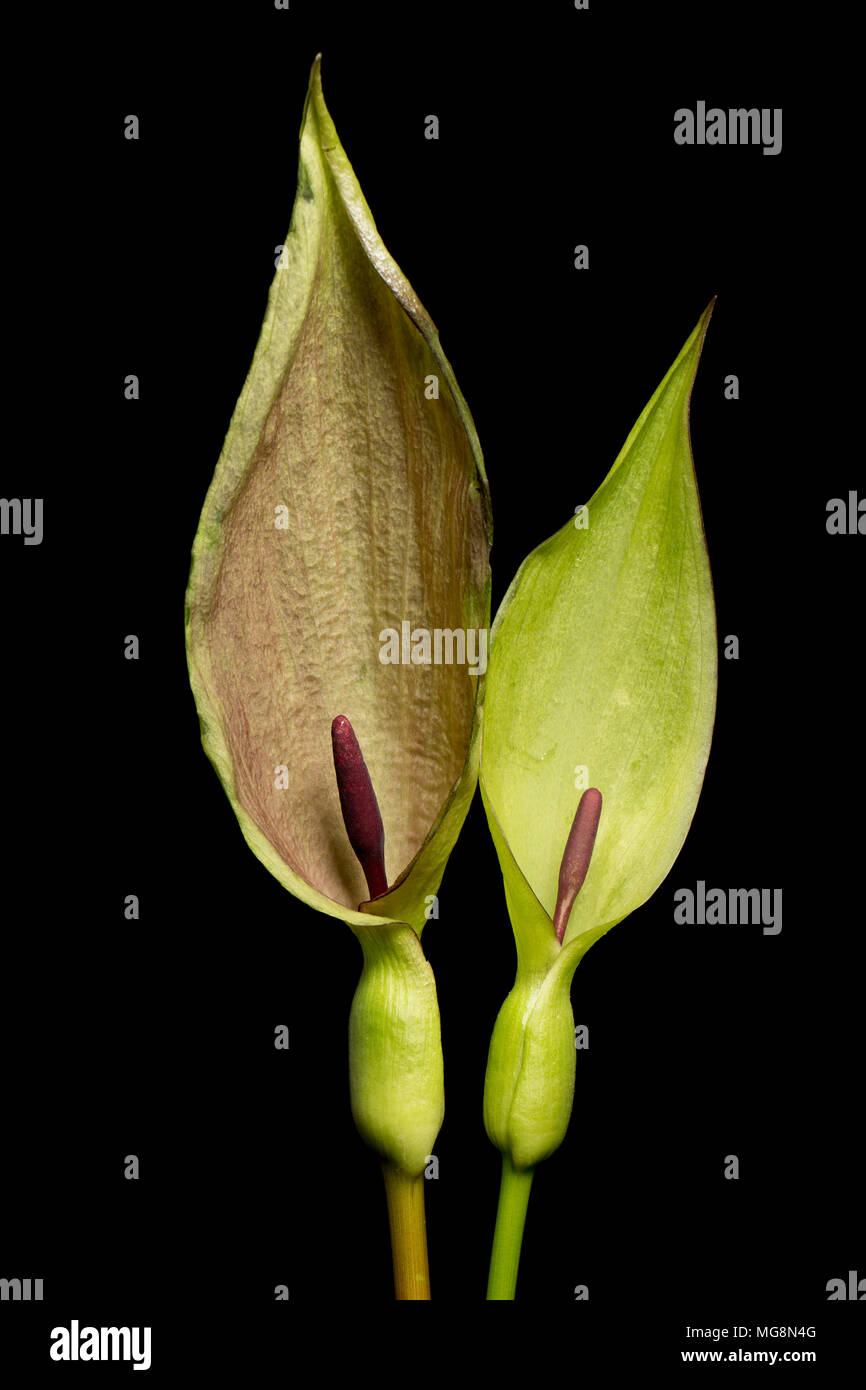 Arum maculatum spadix hi-res stock photography and images - Alamy
