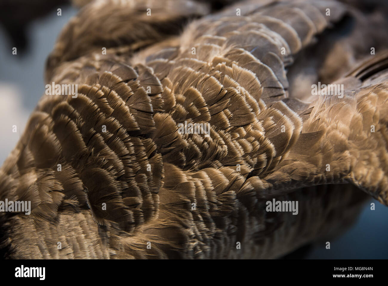 Feathers hi-res stock photography and images - Alamy