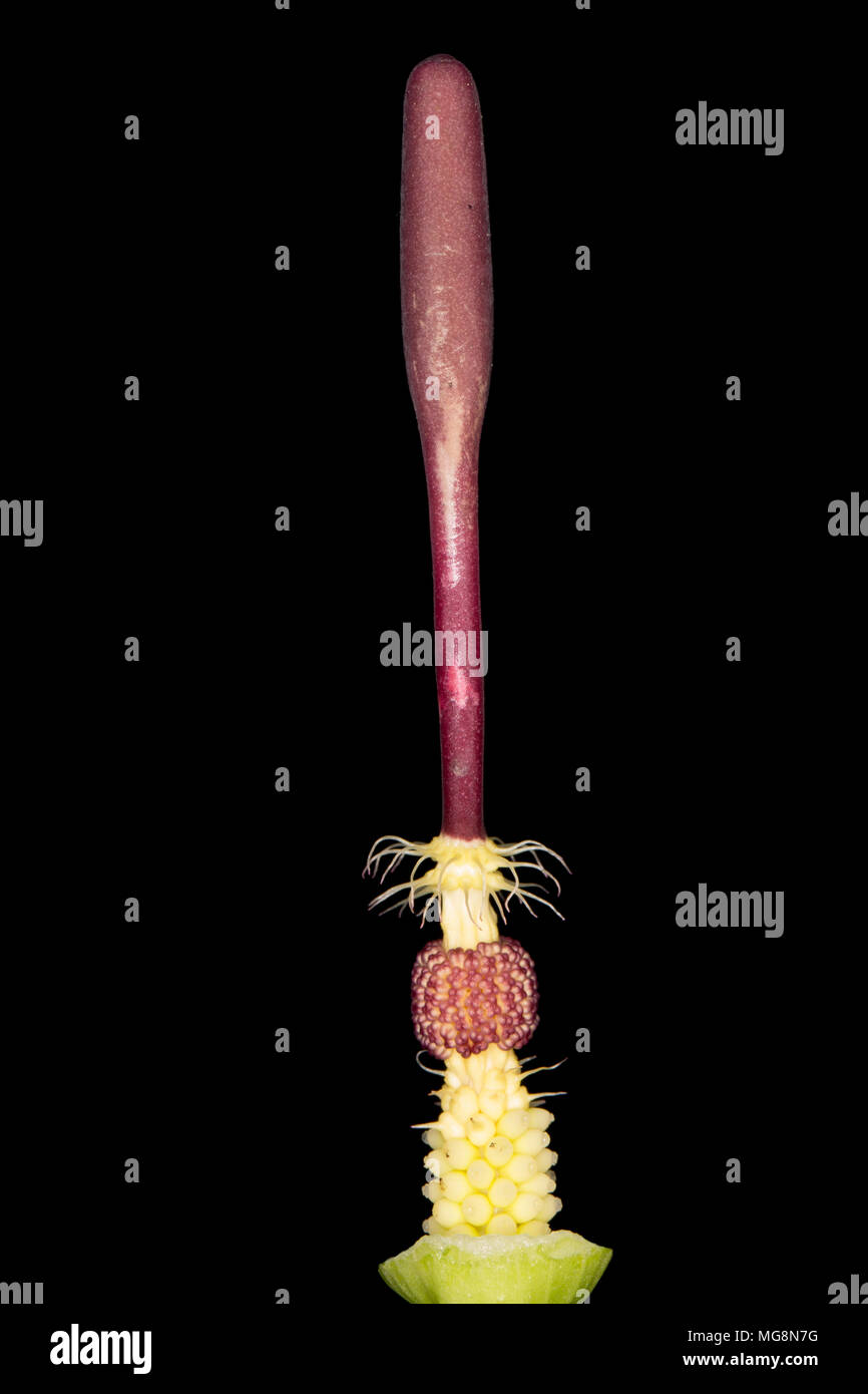 Sticky pollen pollen grains hi-res stock photography and images - Alamy