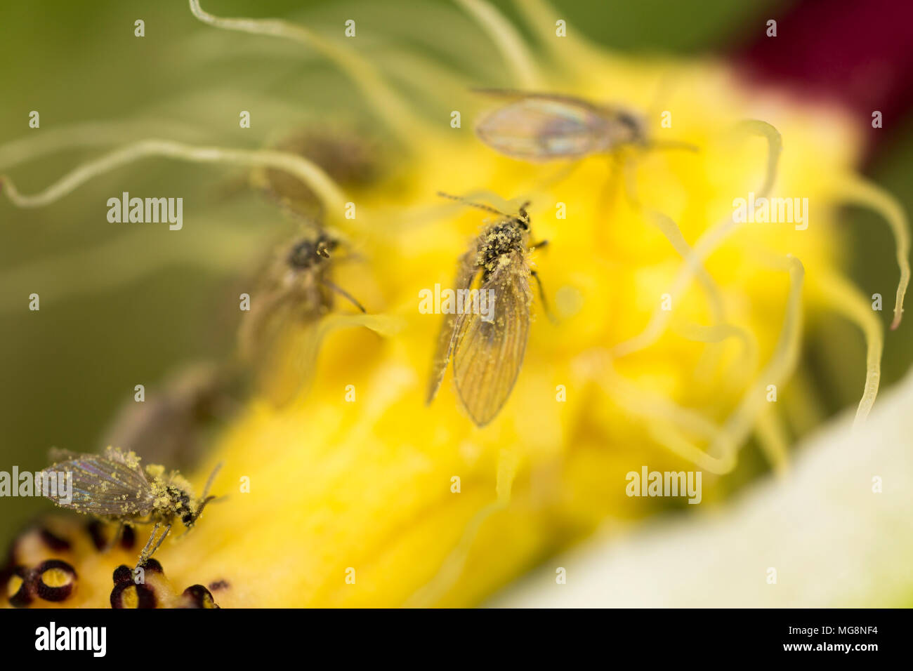 Owl midge Uk Stock Photo - Alamy