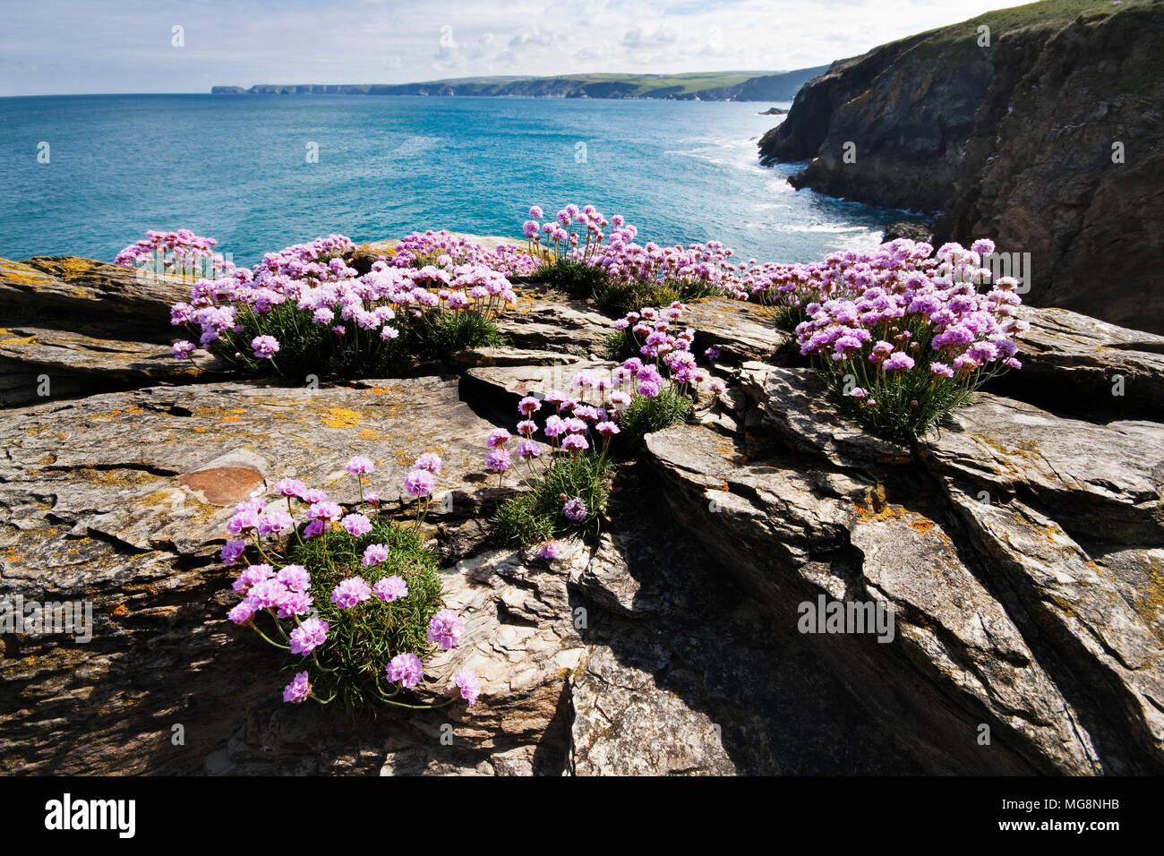 Cornish coastal plants hi-res stock photography and images - Alamy Cornish coastal plants hi-res stock photography and images - Alamy