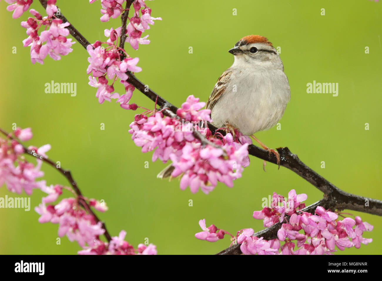 Female Chipping Sparrow High Resolution Stock Photography and Images ...