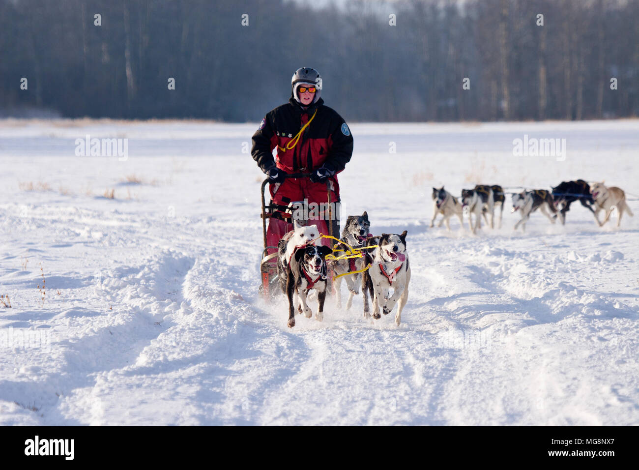 Dog slay racing in Canada Stock Photo - Alamy