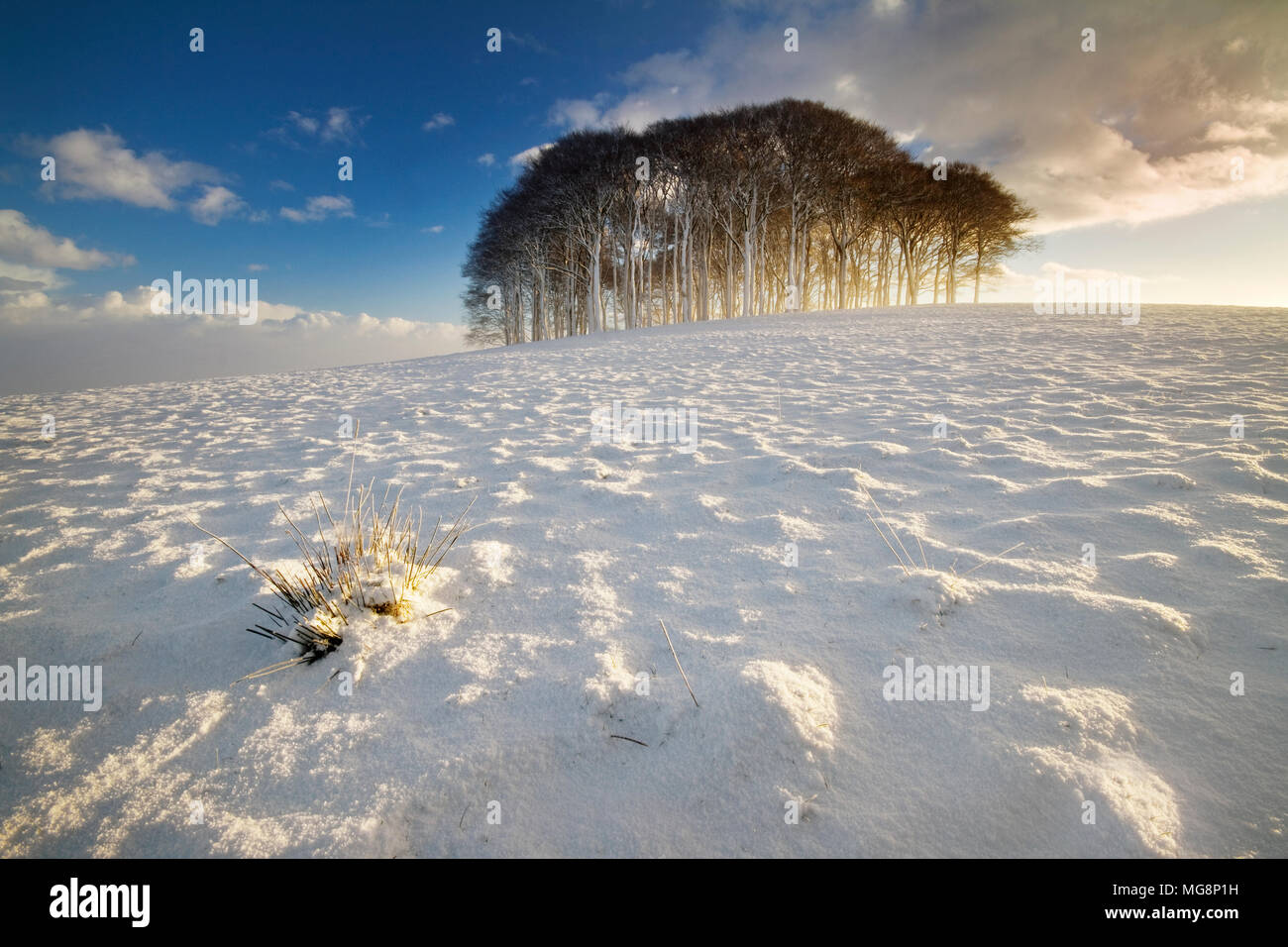 After a heavy night of snow hi-res stock photography and images - Alamy