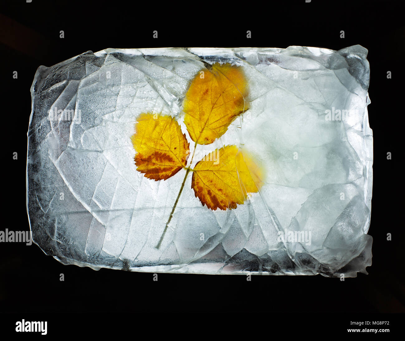 A leaf encapsulated in ice Stock Photo - Alamy
