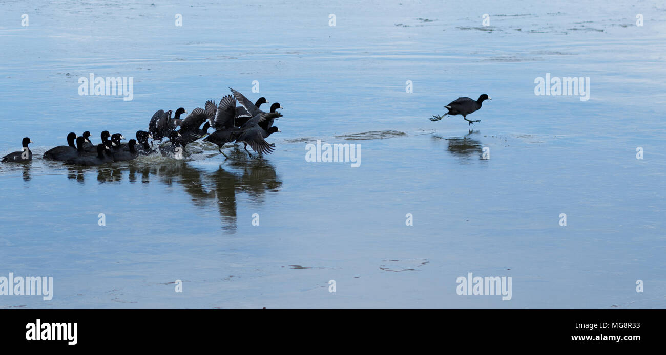 American Coots taking off from icy lake. California, Tulelake, Tule ...