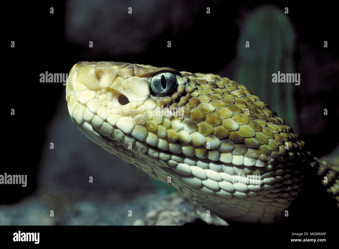Rattlesnake face pit hi-res stock photography and images - Alamy