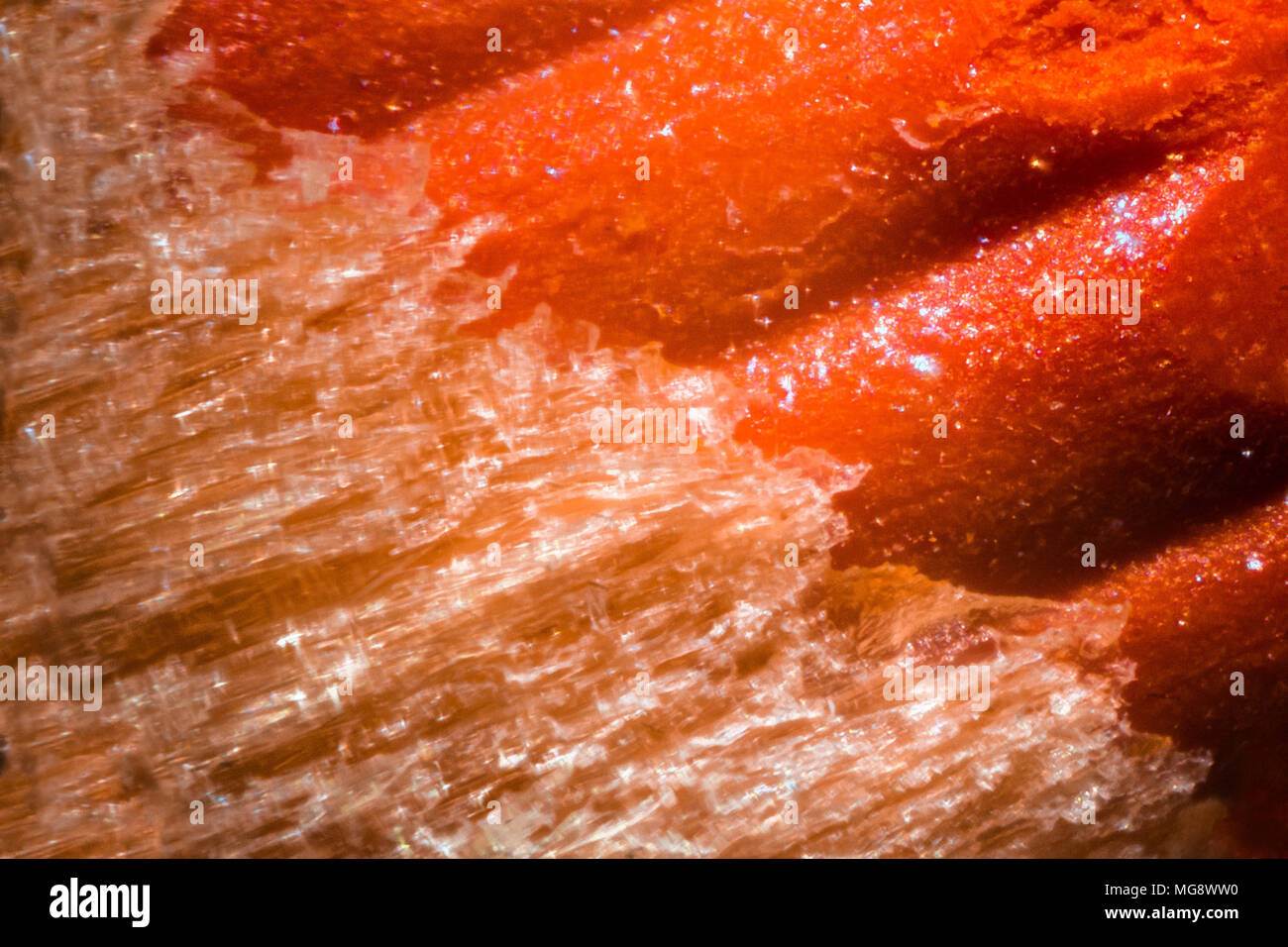 Wood under microscope hi-res stock photography and images - Alamy