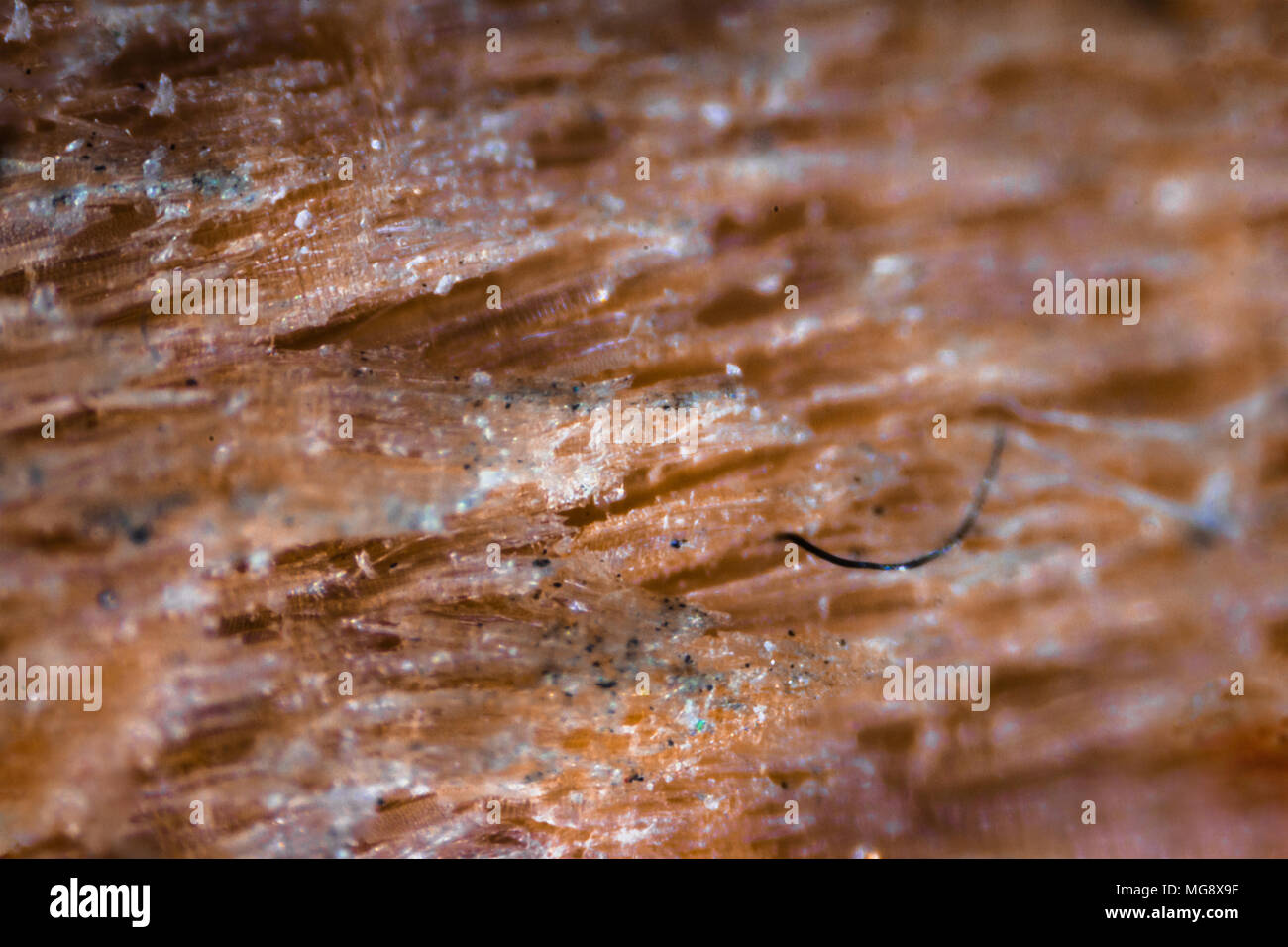 Wood under microscope hi-res stock photography and images - Alamy