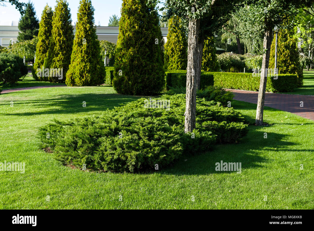 Ornamental bushes in a landscape park Stock Photo - Alamy