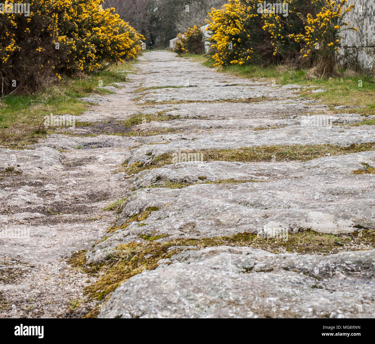 Luxulyan Viaduct High Resolution Stock Photography and Images - Alamy