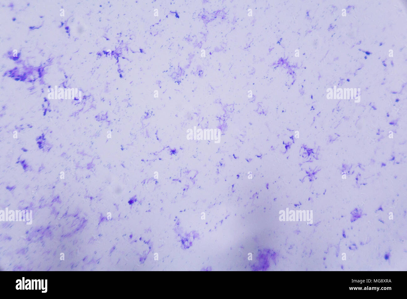 Nerve cell under the microscope - Abstract blue dots on white ...