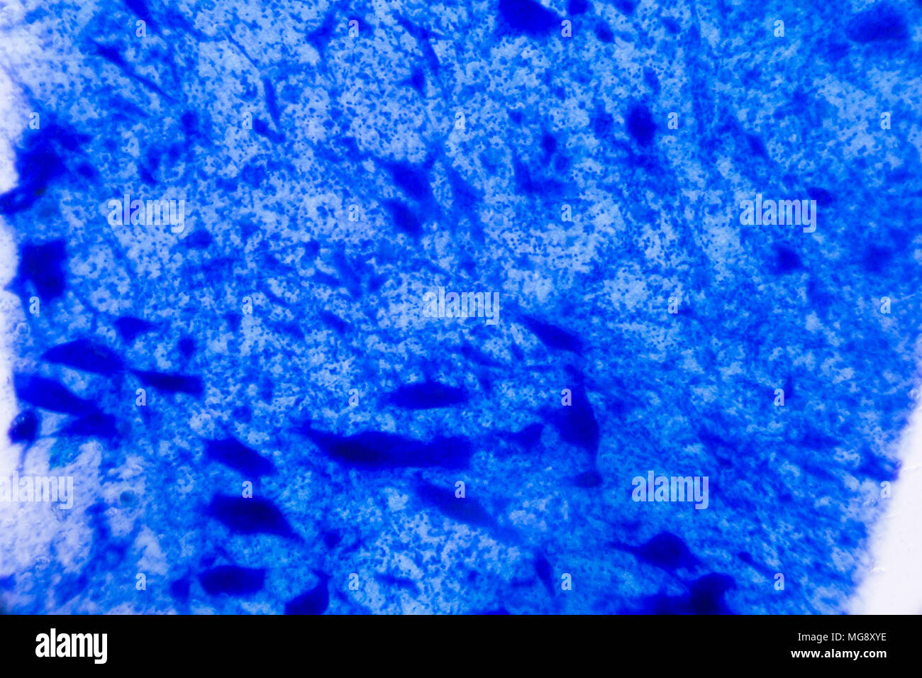 Nerve cell under the microscope - Abstract blue dots on white ...