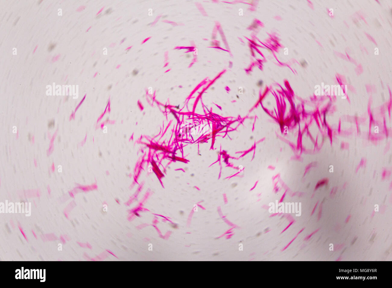 Smooth muscle separate under the microscope - Abstract pink lines on ...