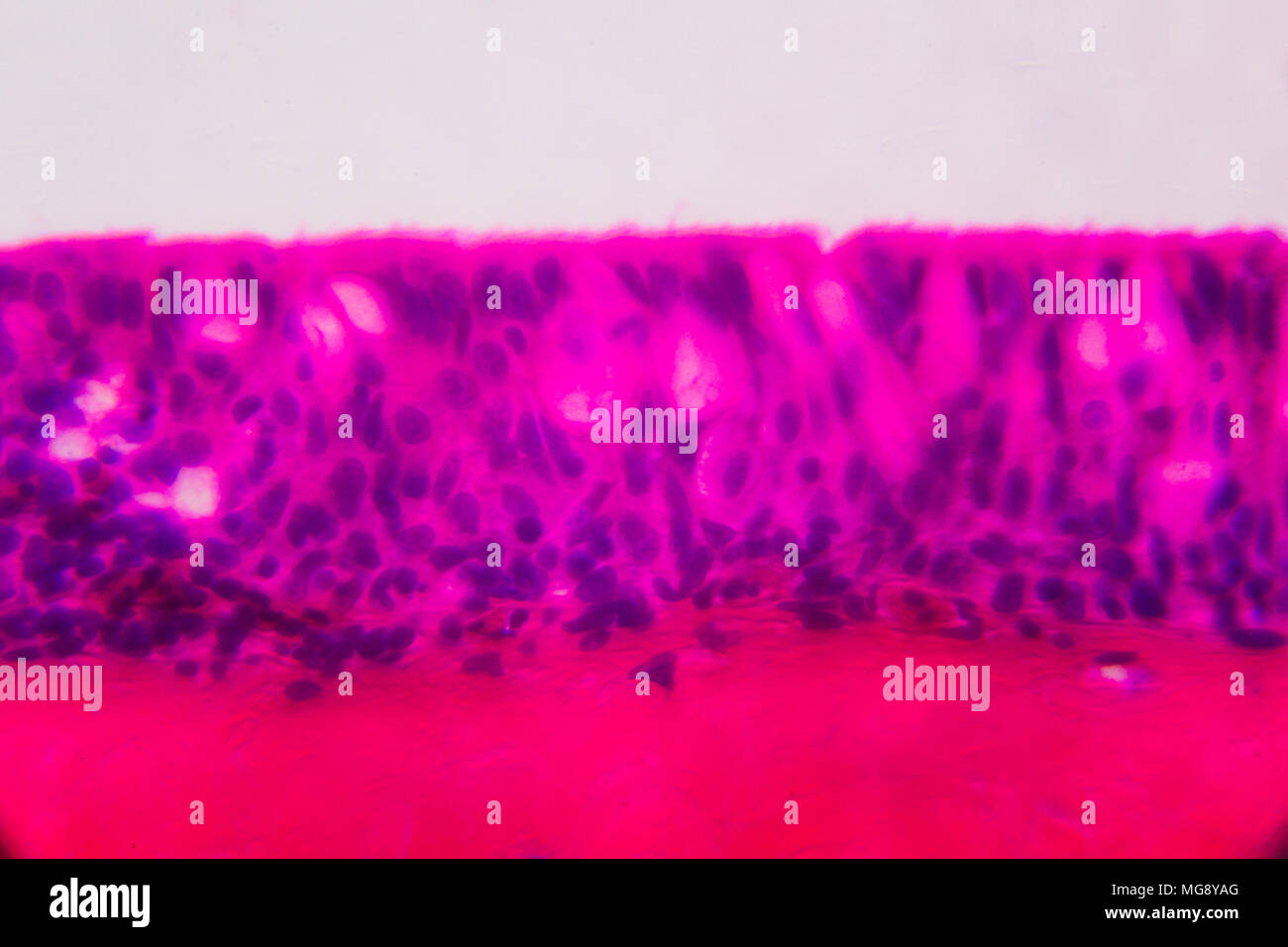 Anodonta gills ciliated epithelium under the microscope - Abstract pink ...