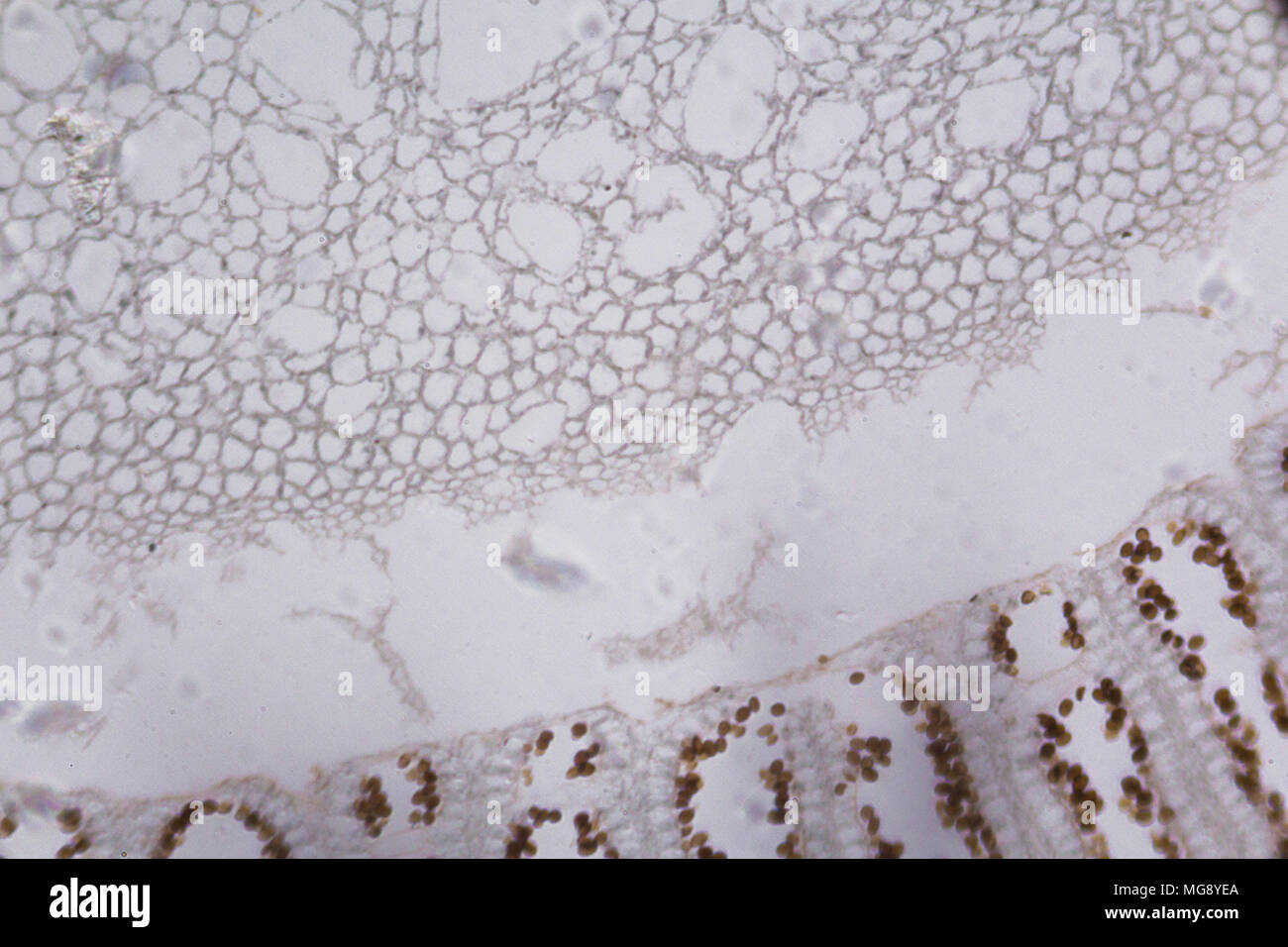 Agaricus section under the microscope Stock Photo - Alamy
