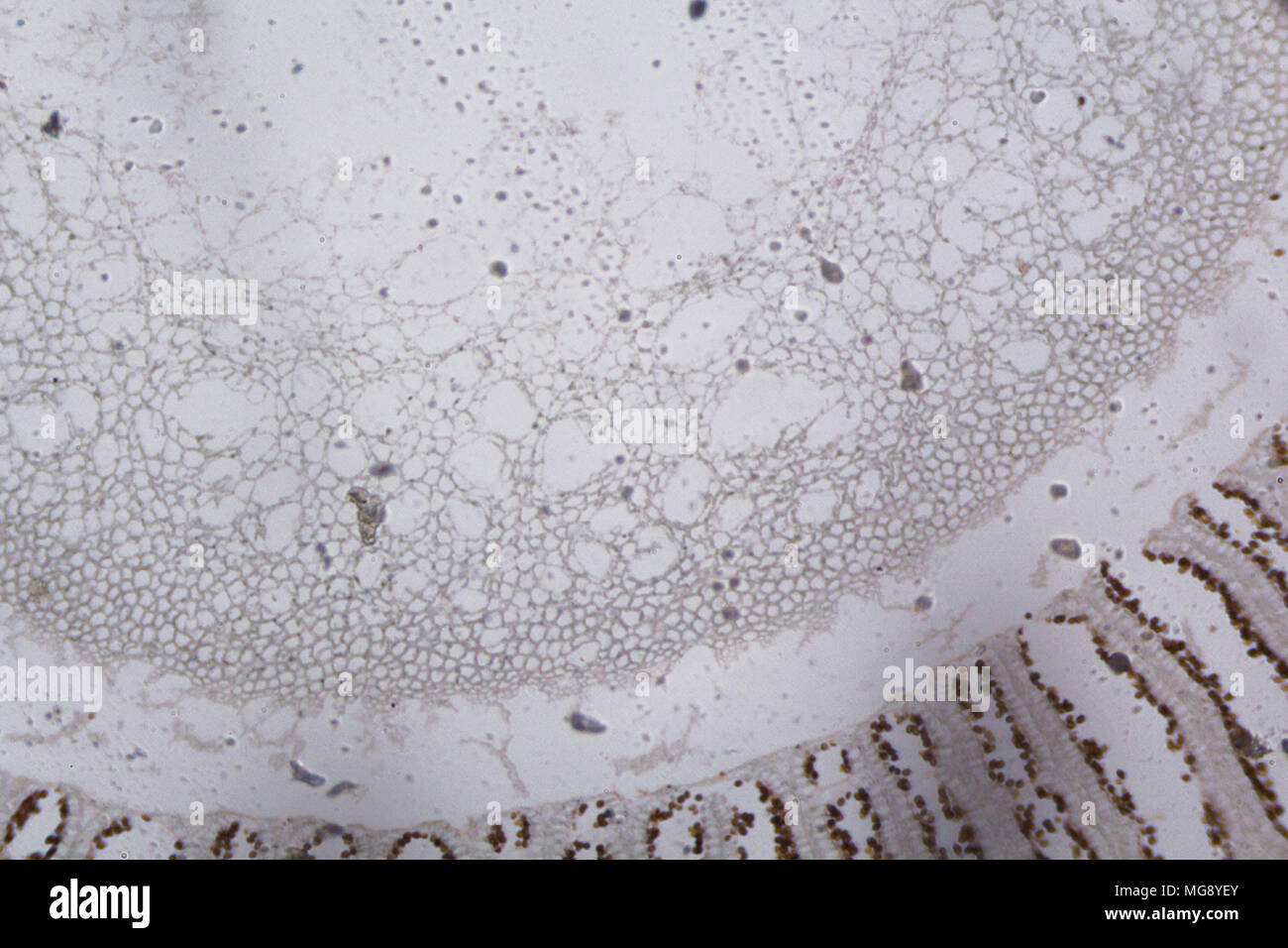 Agaricus section under the microscope Stock Photo - Alamy