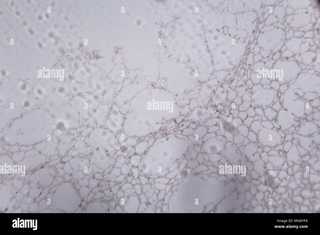 Agaricus section under the microscope Stock Photo - Alamy