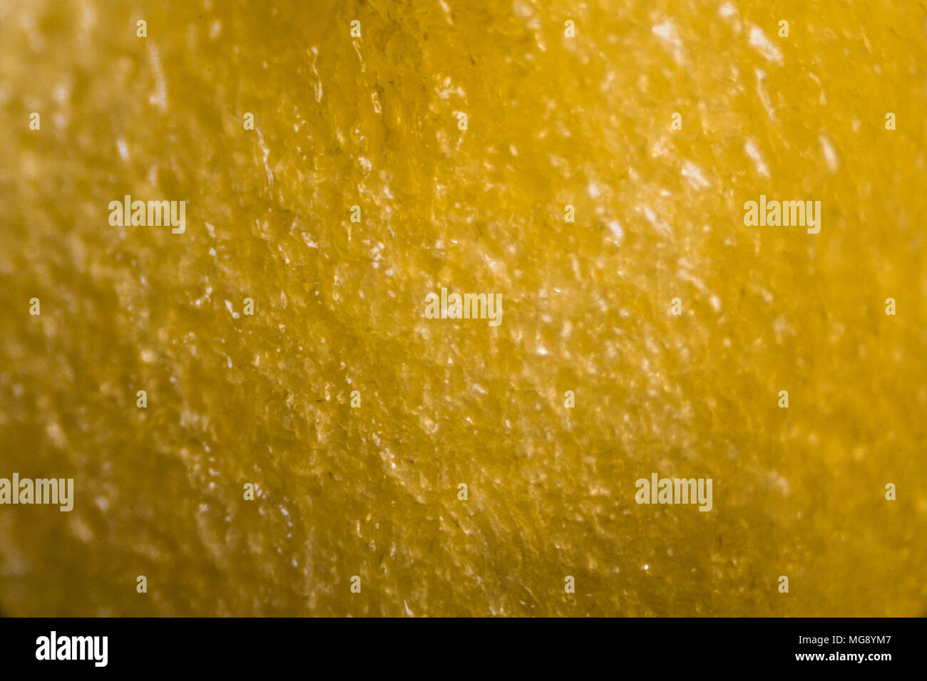 Yellow Pepper's kernel under the microscope Stock Photo - Alamy