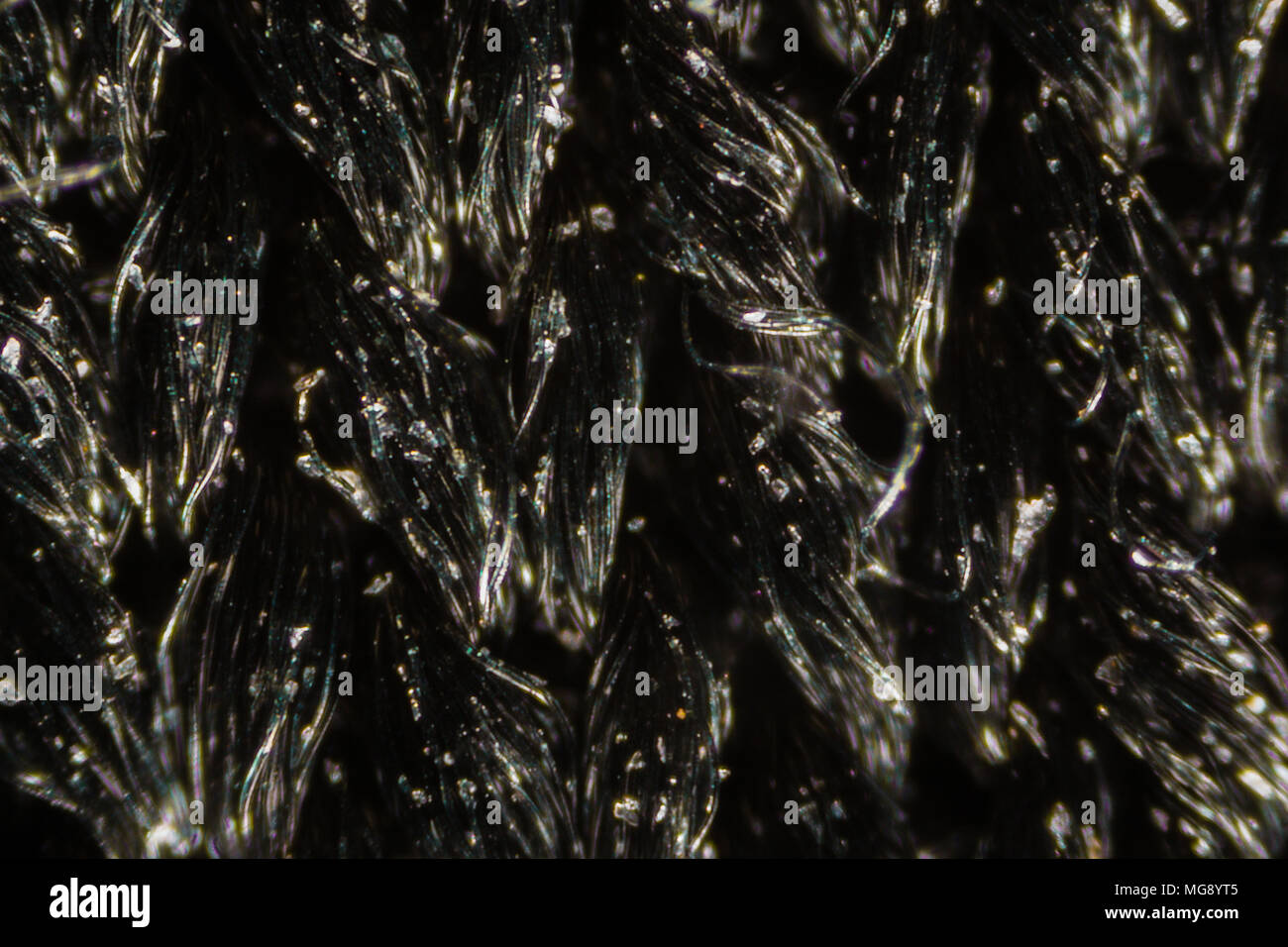 Fiber Microscope High Resolution Stock Photography and Images - Alamy