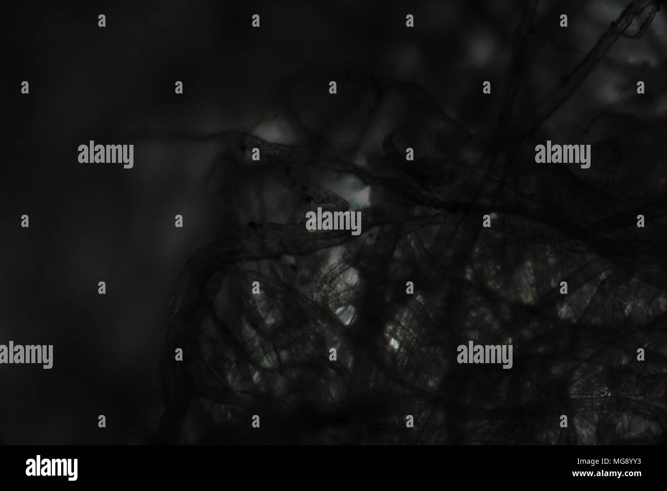 Paper under microscope hi-res stock photography and images - Alamy