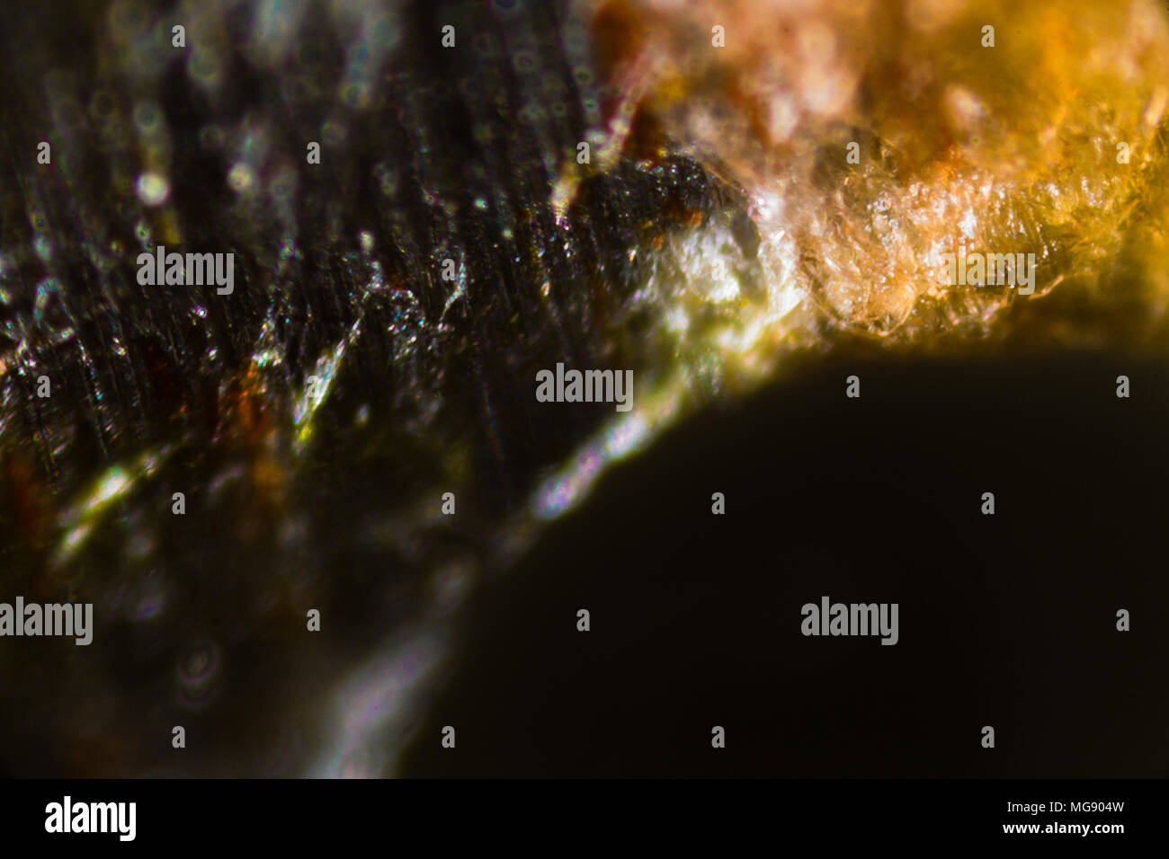 Stainless steel under microscope hi-res stock photography and images ...