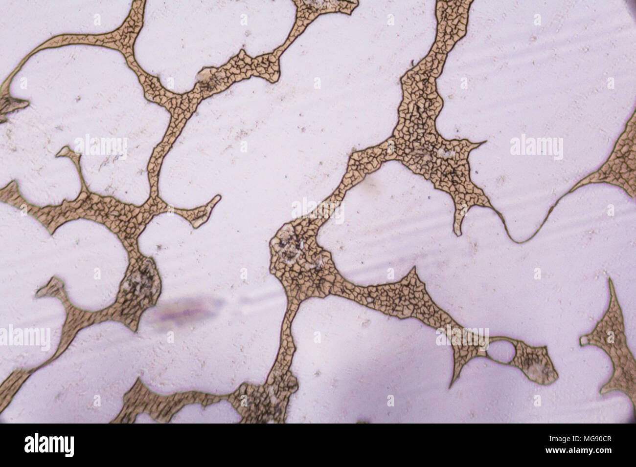 Cytoplasm Microscope