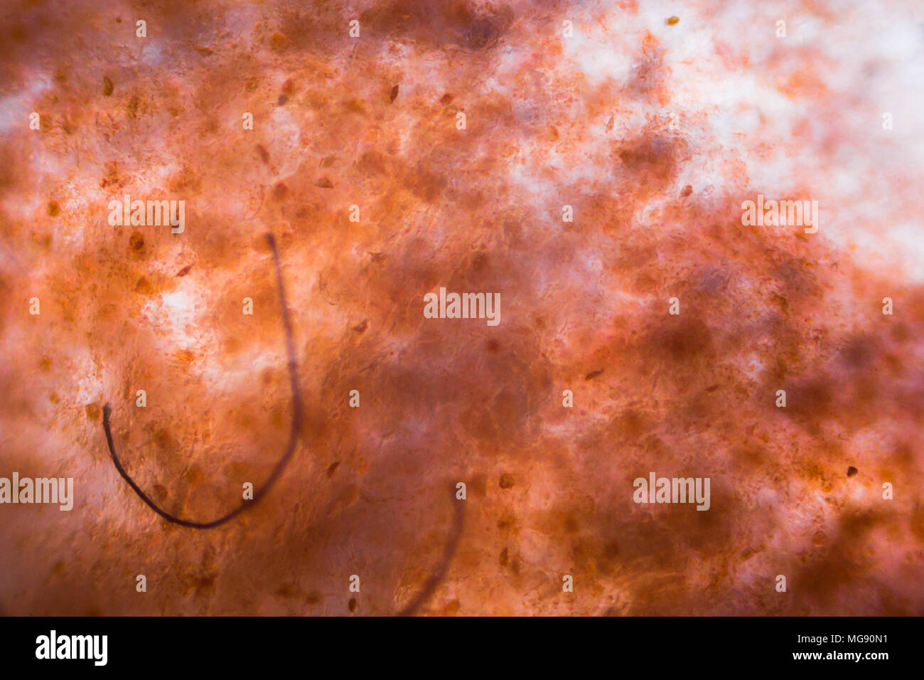 Prokaryote and microscope hi-res stock photography and images - Alamy