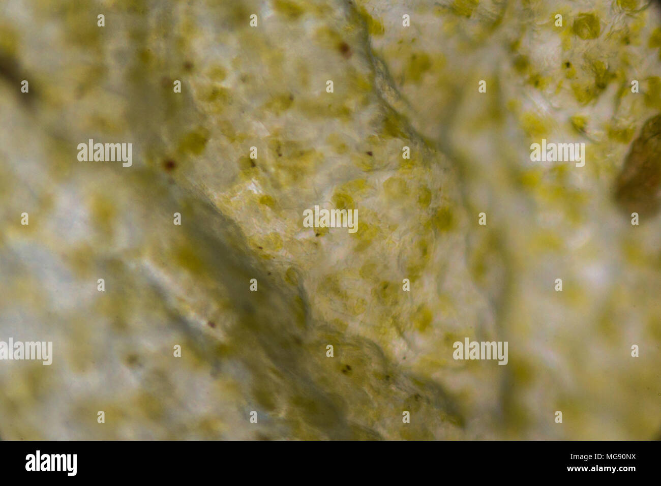 Pickled cucumber under the microscope Stock Photo - Alamy